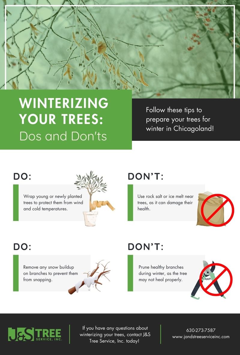 How To Get Your Trees Ready for Winter - Learn More! - J&S Tree Service, Inc. - Chicagoland Tree ...